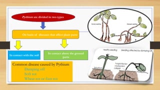 Pythium | PPT