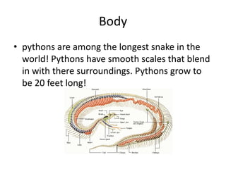 Python | PPT