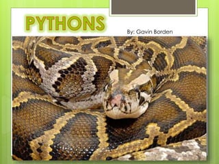 Pythons | PPT