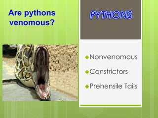 Pythons | PPT