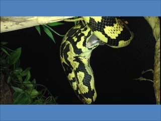 Pythons eating | PPTX