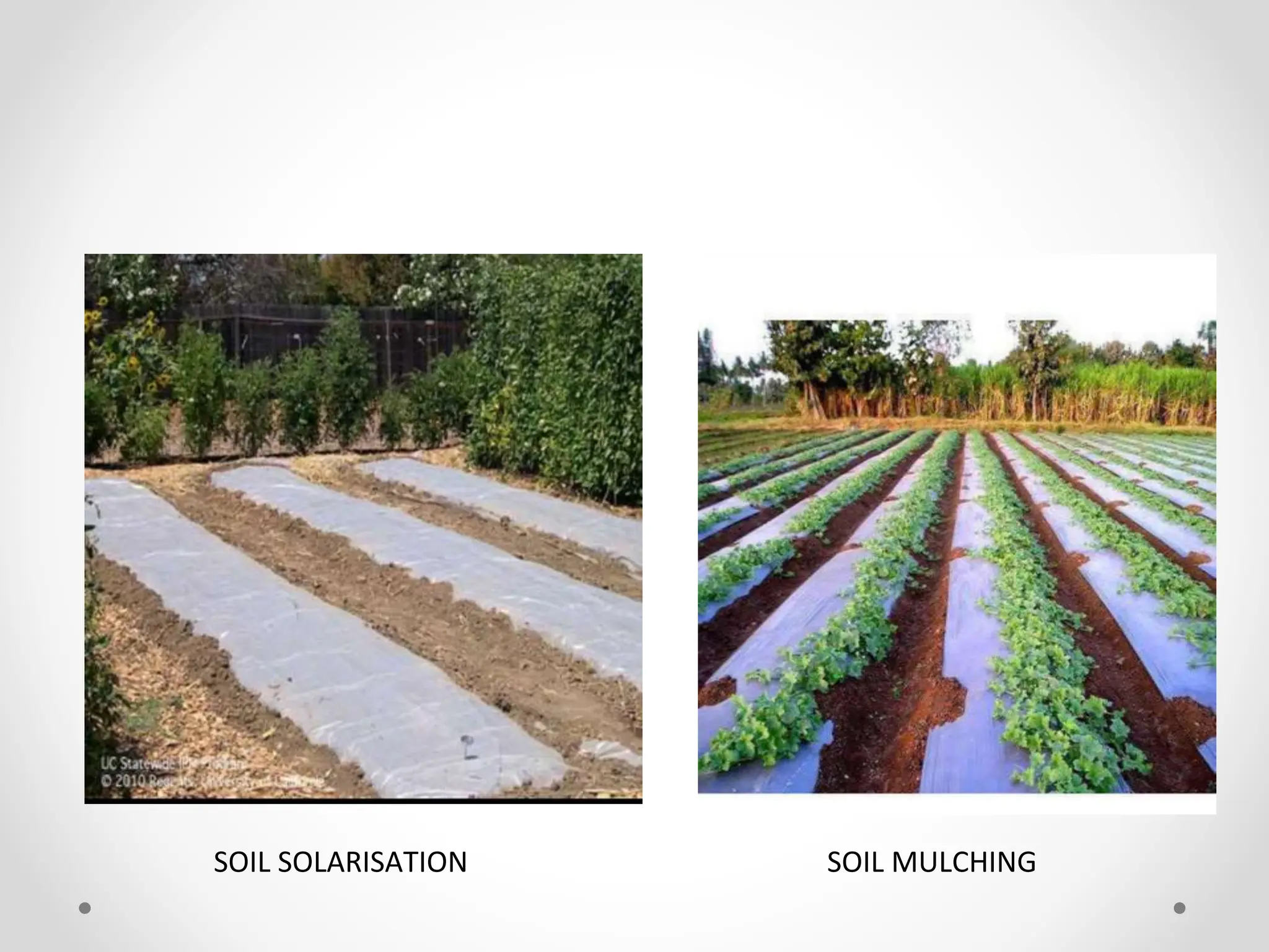 PROTECTION OF CROPS FROM SOIL BORNE AND VECTOR BORNE DISEASES .pptx