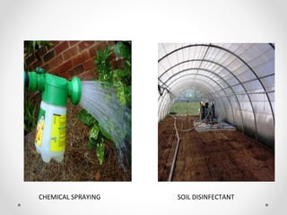 PROTECTION OF CROPS FROM SOIL BORNE AND VECTOR BORNE DISEASES .pptx