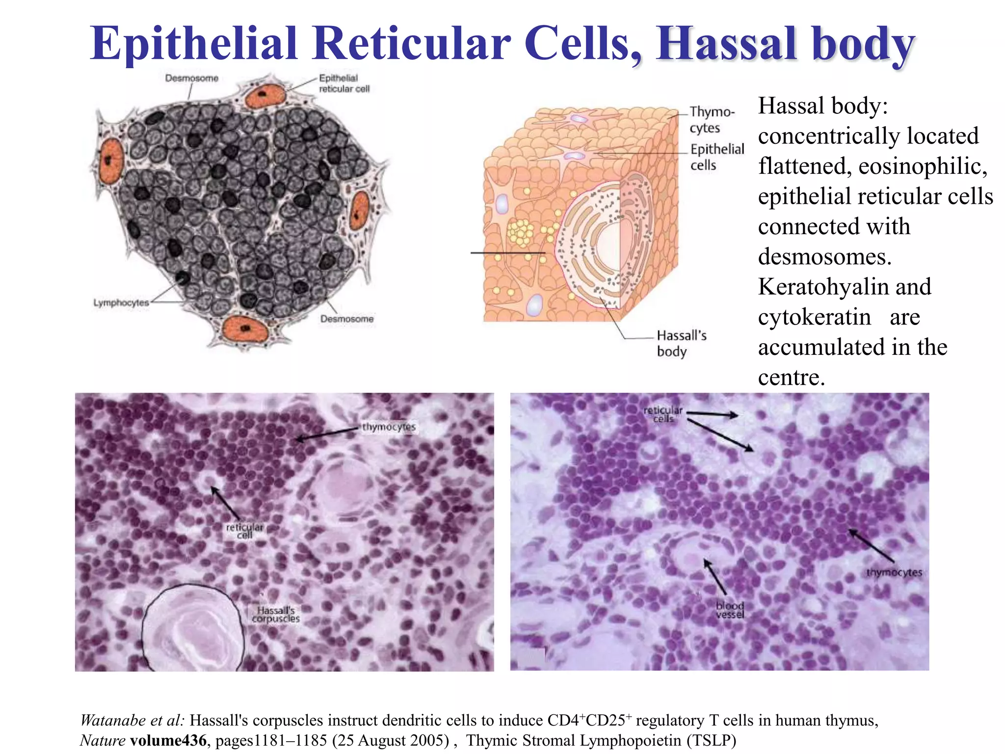 PZ_Thymus-and-Tonsils-EM1-2019.ppt