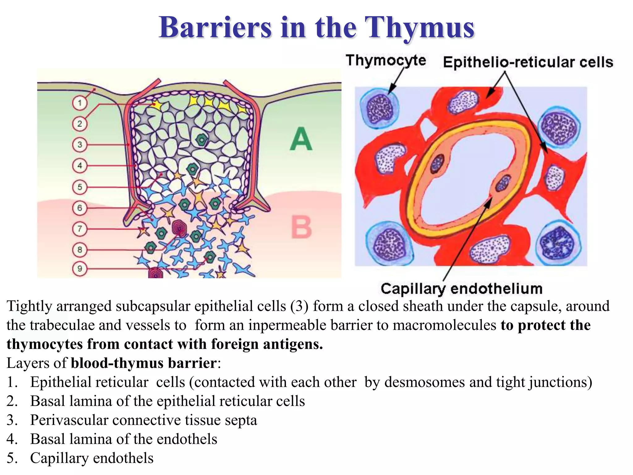PZ_Thymus-and-Tonsils-EM1-2019.ppt