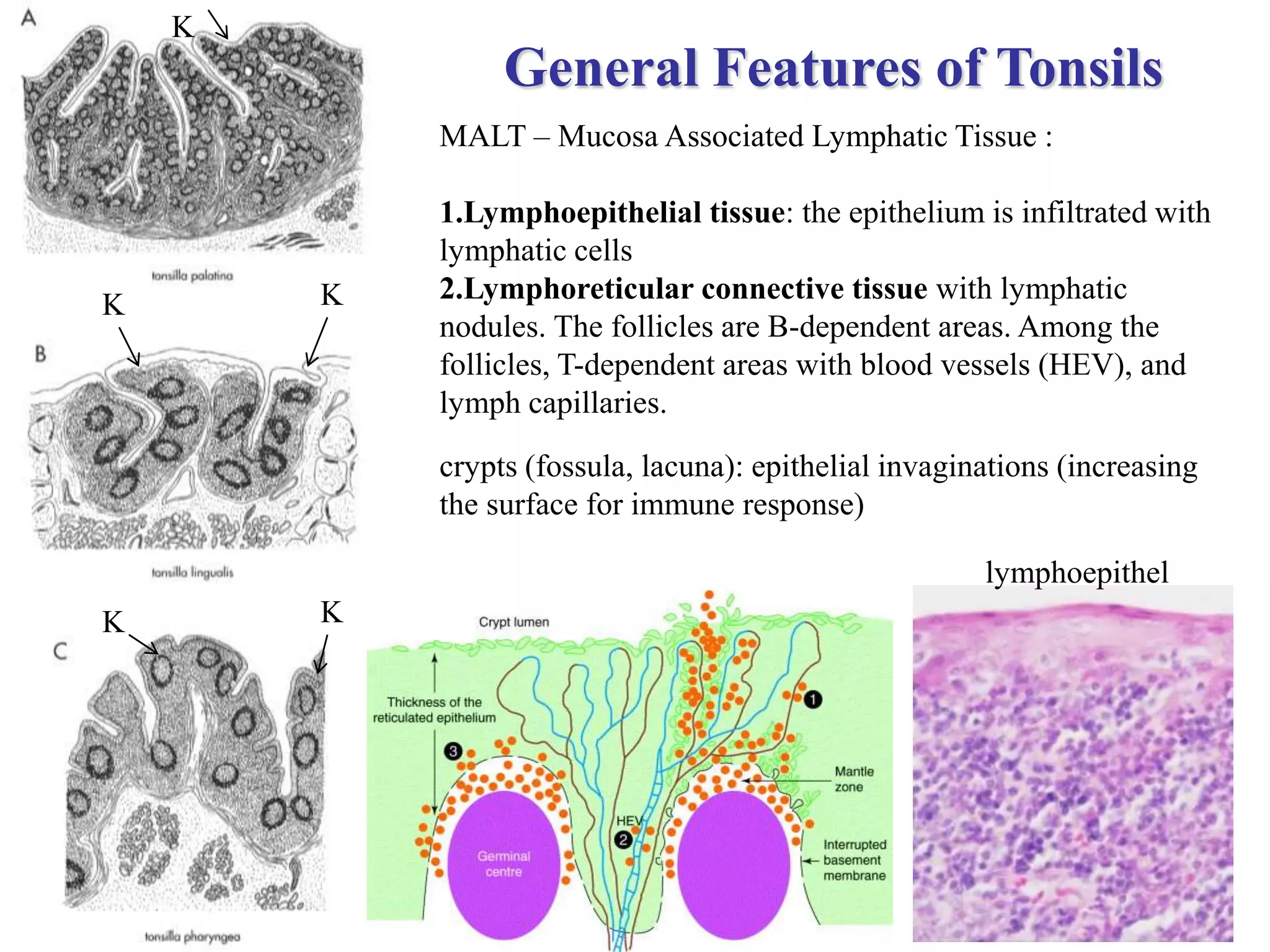PZ_Thymus-and-Tonsils-EM1-2019.ppt