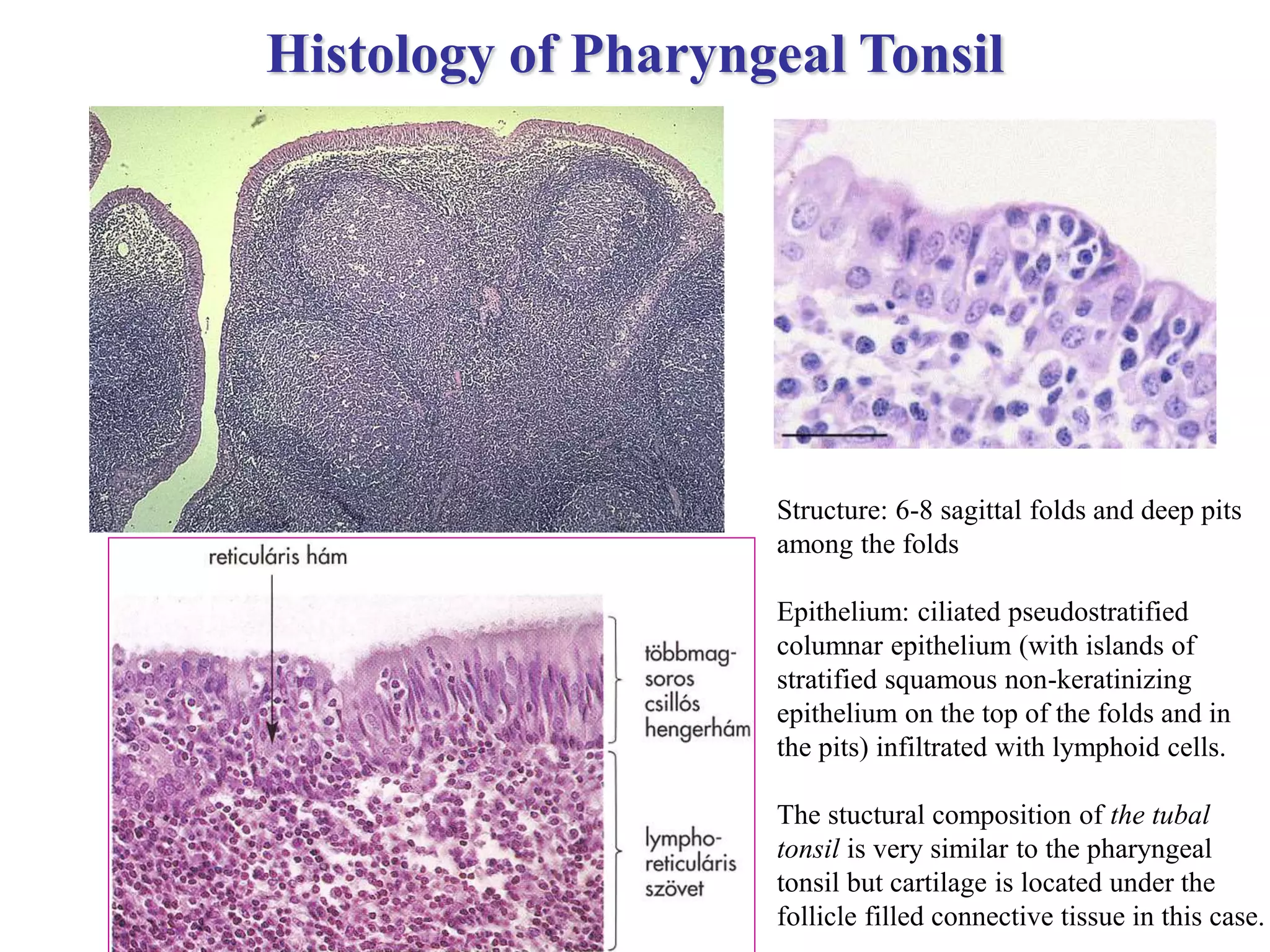 PZ_Thymus-and-Tonsils-EM1-2019.ppt