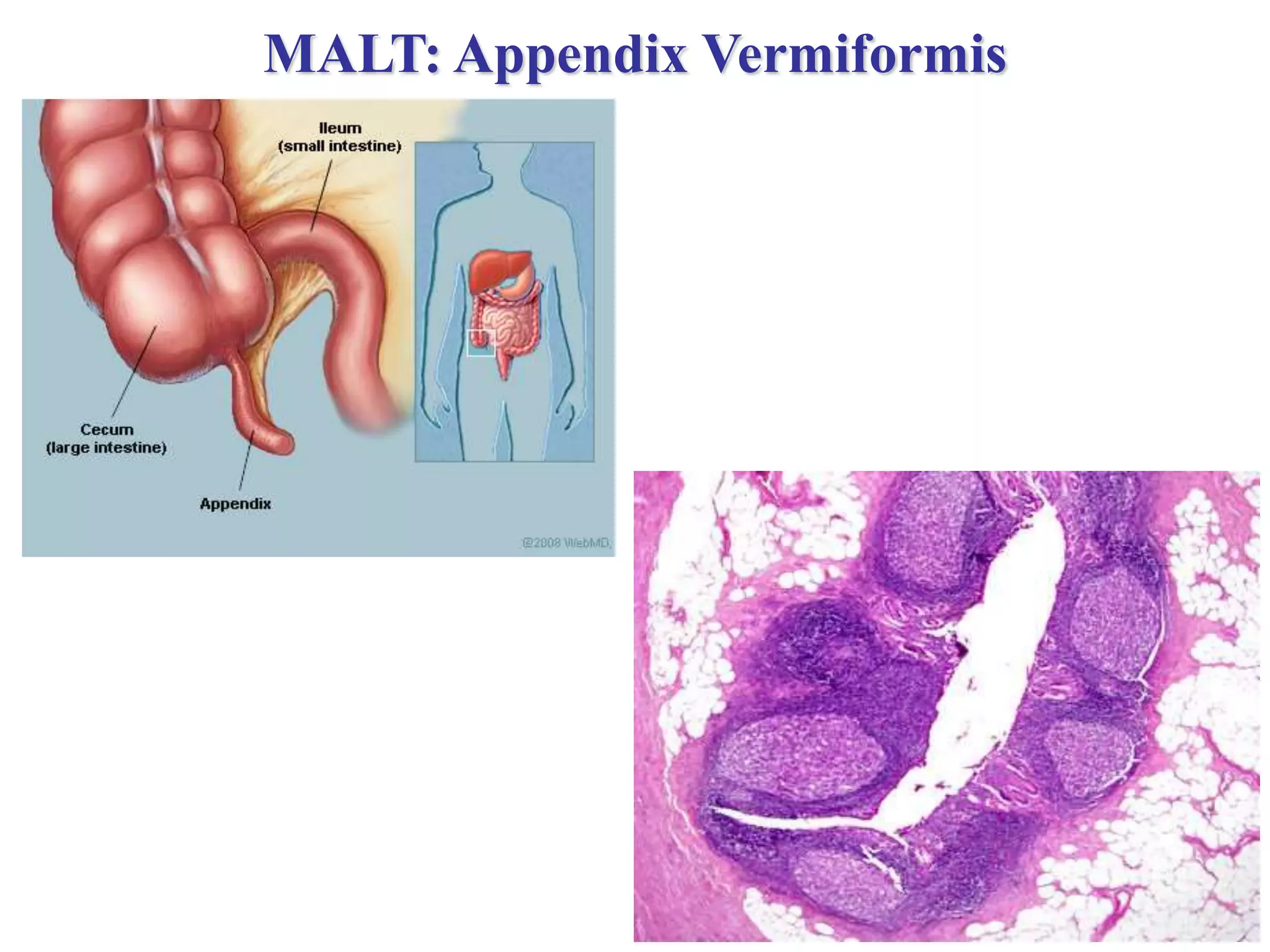 PZ_Thymus-and-Tonsils-EM1-2019.ppt