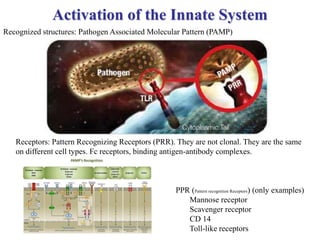 PZ_Thymus-and-Tonsils-EM1-2019.ppt