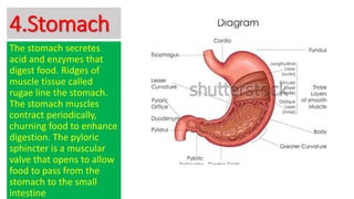 The digestive system | PPTX