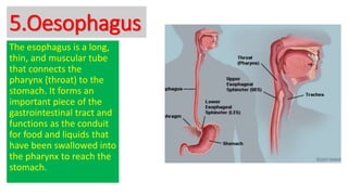 The digestive system | PPTX