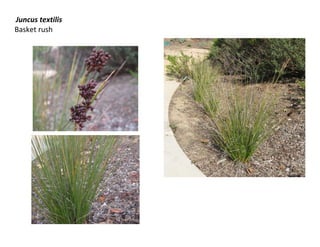 Q juncus-textilis | PDF | Free Download