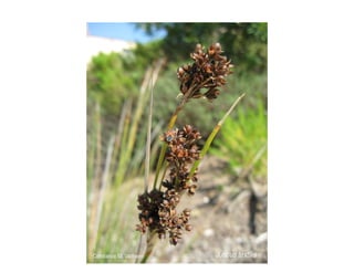 Q juncus-textilis | PDF