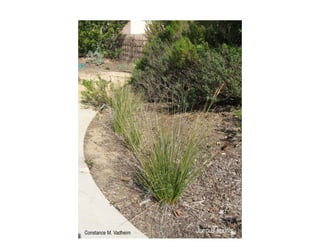 Q juncus-textilis | PDF