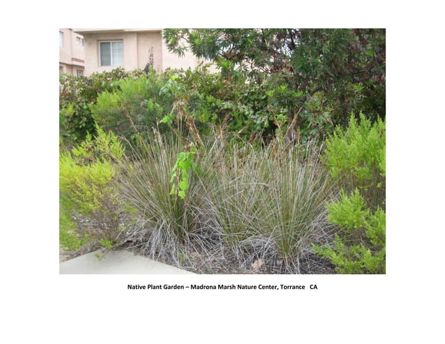 Q juncus-textilis | PDF