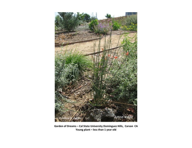 Q juncus-textilis | PDF