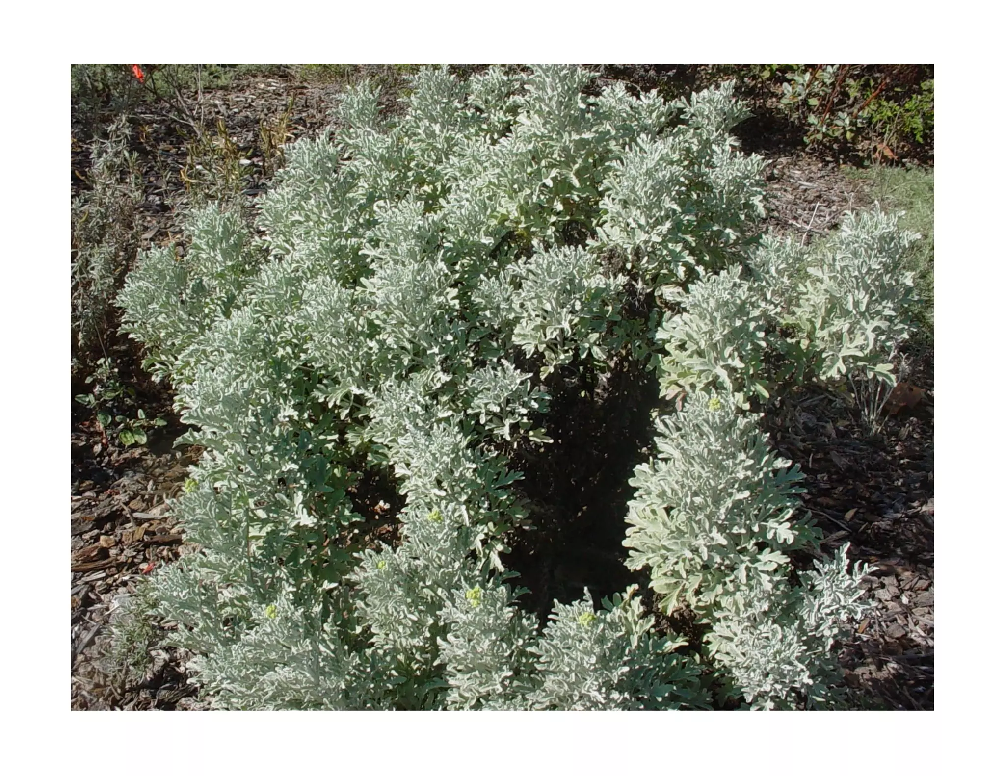 Q perityle-incana | PDF