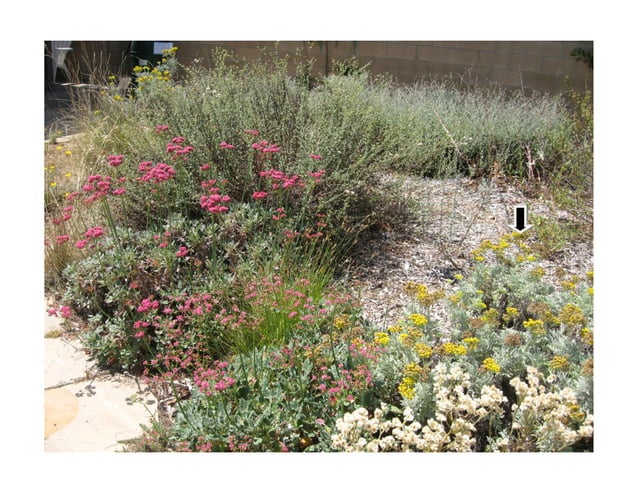 Q perityle-incana | PDF