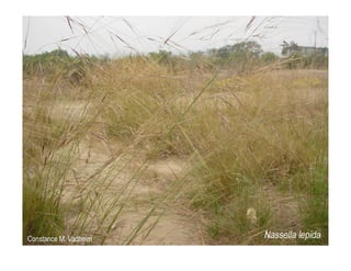 Q stipa-lepida | PDF