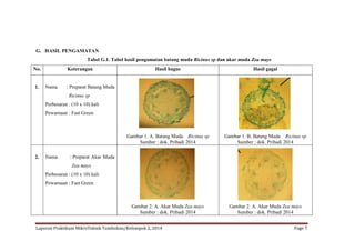 Laporan_Praktikum_Mikroteknik_Tumbuhan.docx