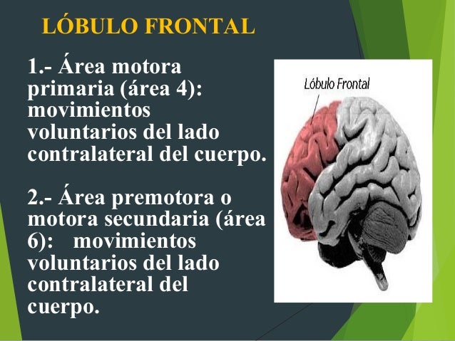 estructura y localizacion funcional de la corteza cerebral-REINA RUI…