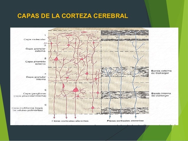 estructura y localizacion funcional de la corteza cerebral-REINA RUI…