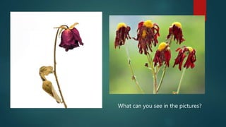 Q1-English-10-Module-MELC-2.pptx