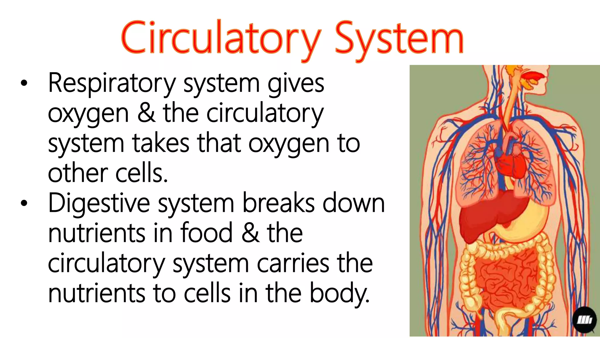 Q1-Lesson 2-Coordinated Functions Of Restpiratory and Circulatory ...