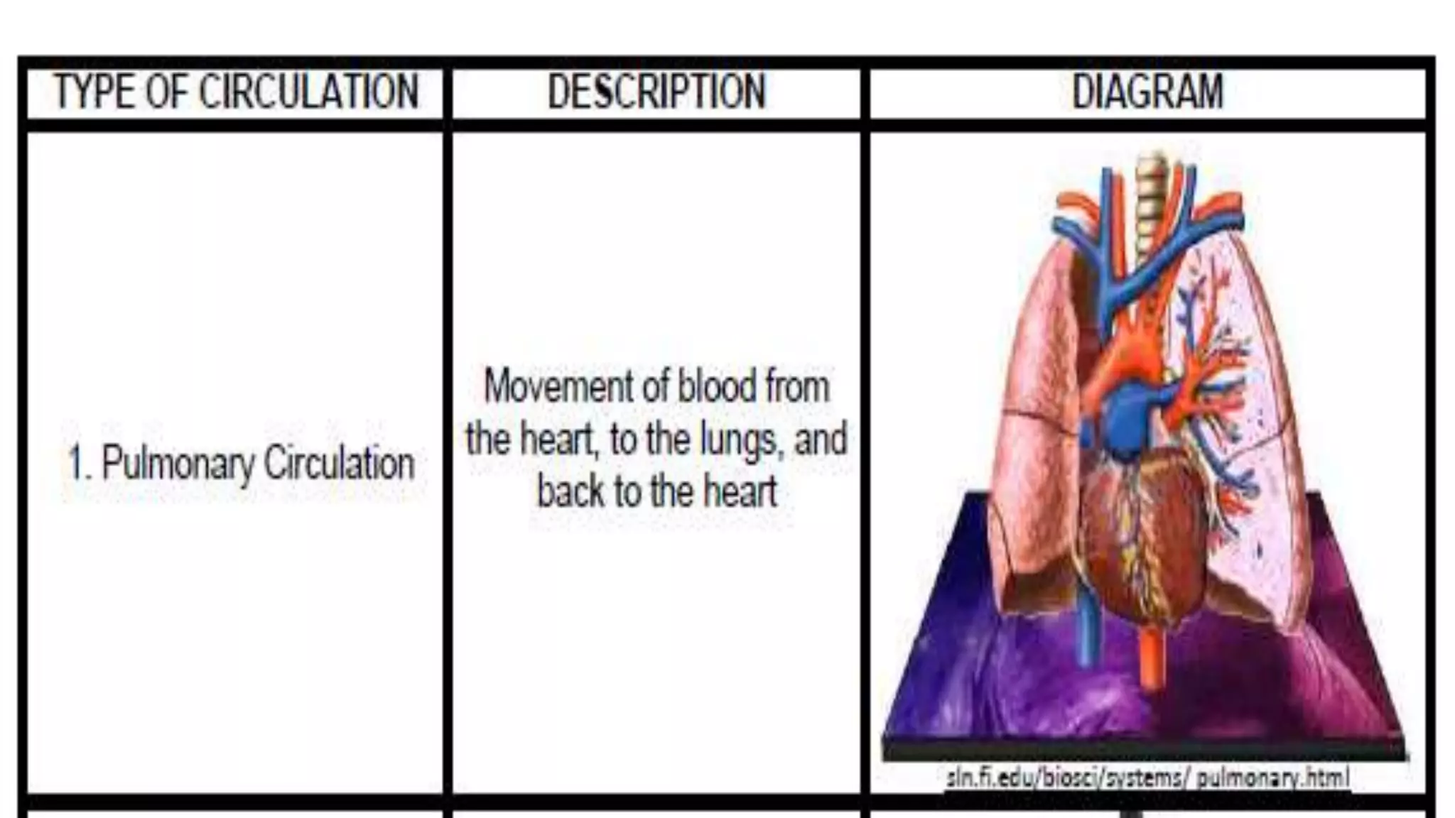 Q1-Lesson 2-Coordinated Functions Of Restpiratory and Circulatory ...