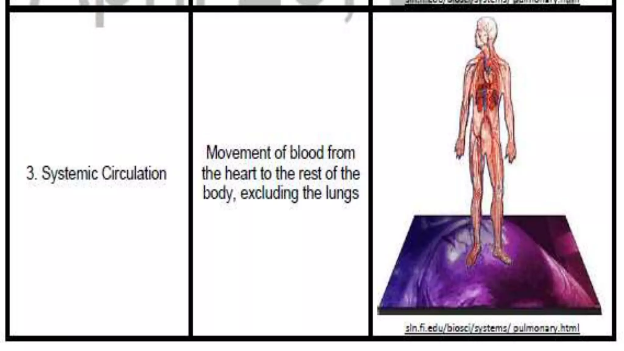 Q1-Lesson 2-Coordinated Functions Of Restpiratory and Circulatory ...