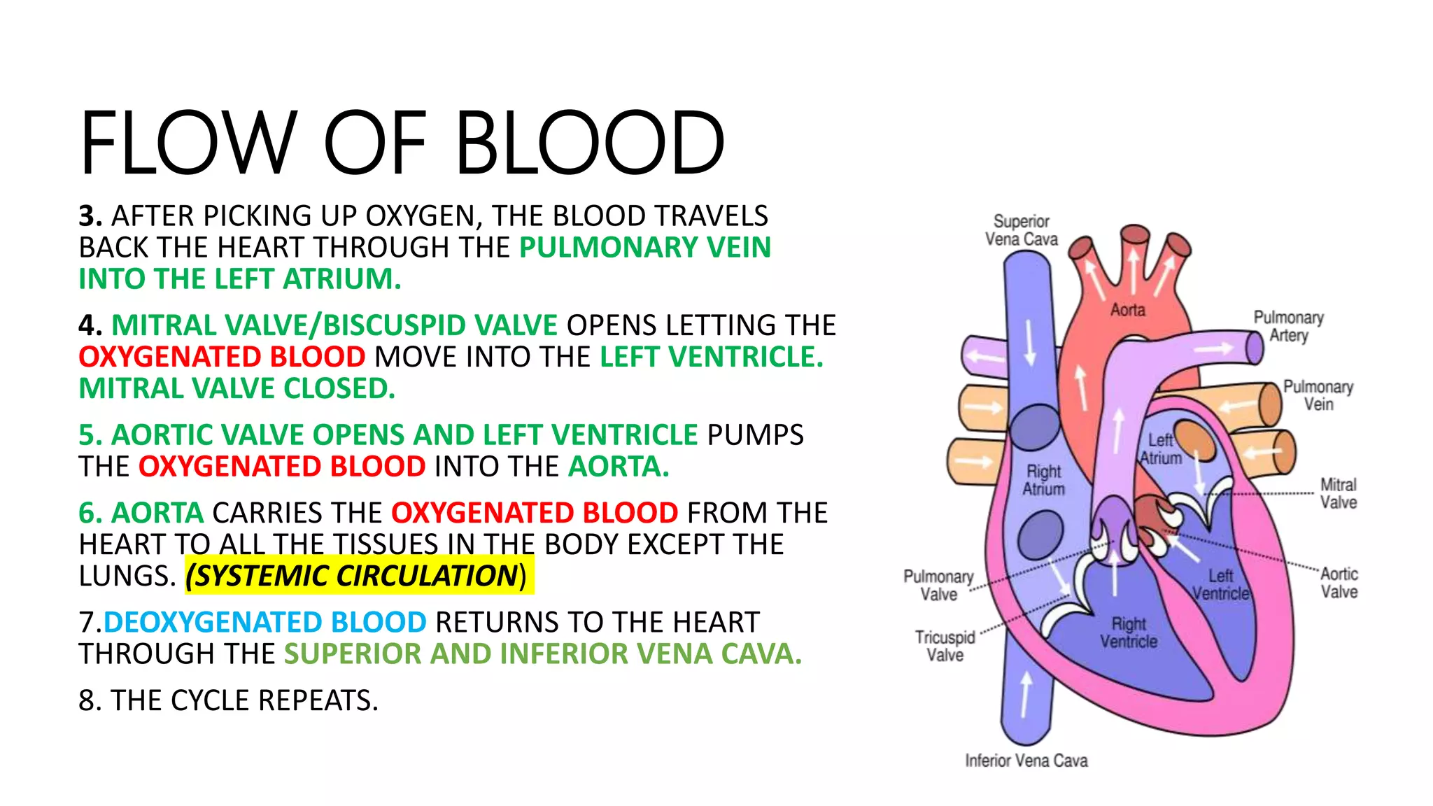 Q1-Lesson 2-Coordinated Functions Of Restpiratory and Circulatory ...