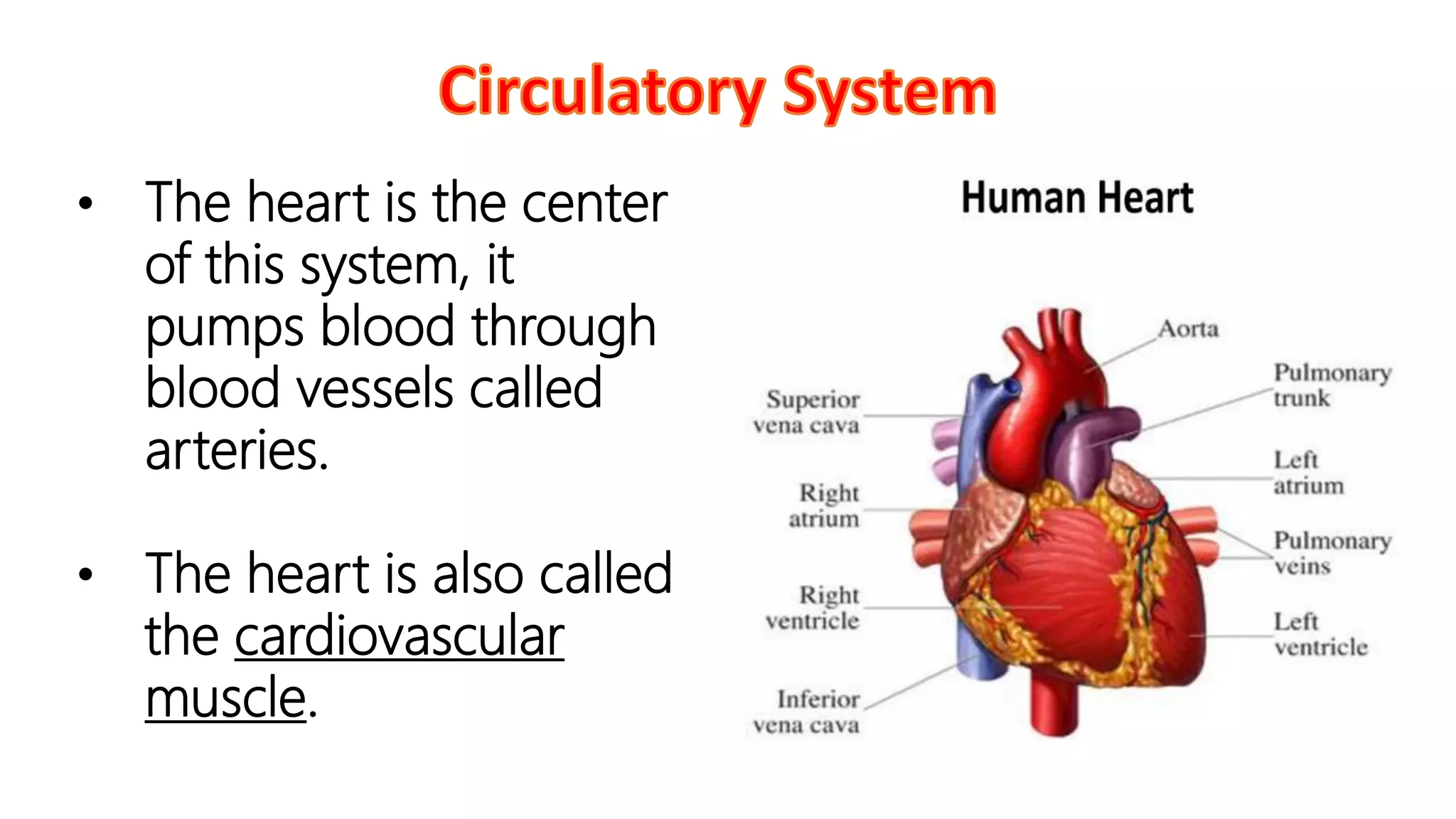 Q1-Lesson 2-Coordinated Functions Of Restpiratory and Circulatory ...