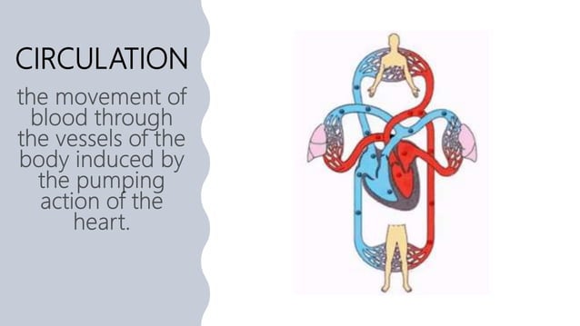 Q1-Lesson 2-Coordinated Functions Of Restpiratory and Circulatory ...