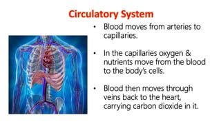 Q1-Lesson 2-Coordinated Functions Of Restpiratory and Circulatory ...