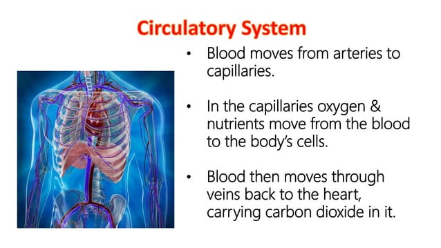 Q1-Lesson 2-Coordinated Functions Of Restpiratory and Circulatory ...