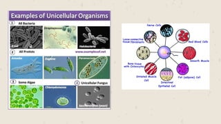 GENERAL BIOLOGY Q1 -W1-CELL THEORY .pptx