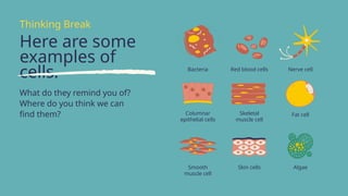 GENERAL BIOLOGY Q1 -W1-CELL THEORY .pptx