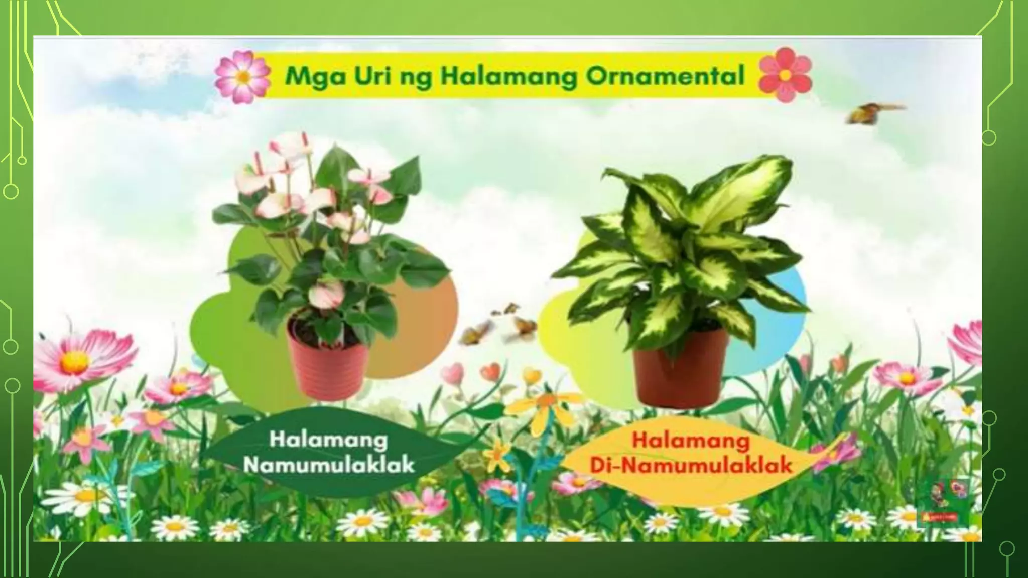 Q1-W1_HALAMANG ORNAMENTAL.pptx