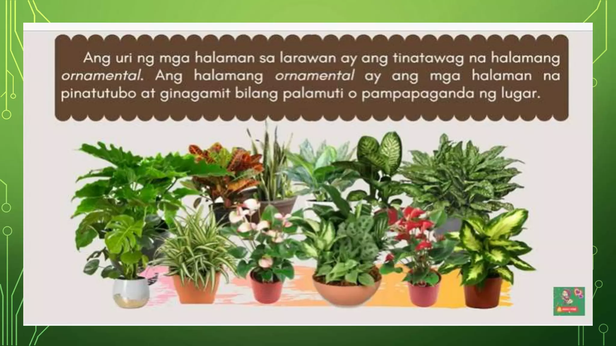 Q1-W1_HALAMANG ORNAMENTAL.pptx