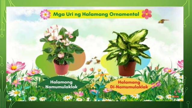 Q1-W1_HALAMANG ORNAMENTAL.pptx