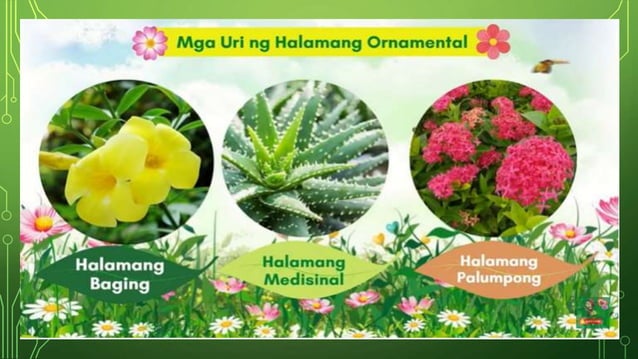 Q1-W1_HALAMANG ORNAMENTAL.pptx
