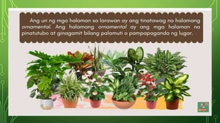 Q1-W1_HALAMANG ORNAMENTAL.pptx