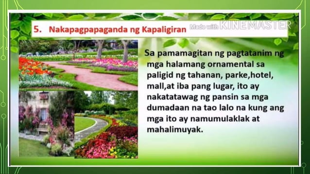 Q1-W1_HALAMANG ORNAMENTAL.pptx