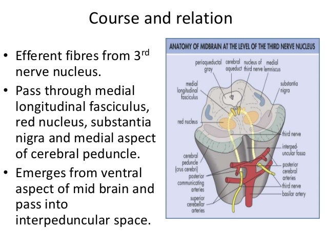3rd Nerve Nucleus