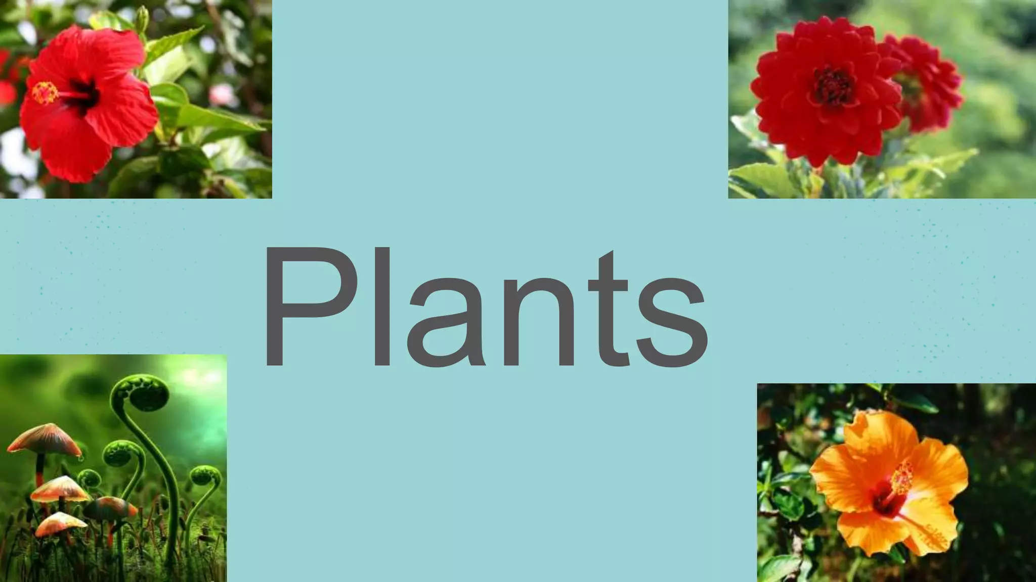 Q1C1L1 Animal and Plant Organ Systems and their Functions (2).pptx