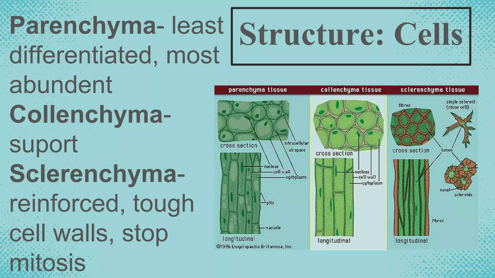 Q1C1L1 Animal and Plant Organ Systems and their Functions (2).pptx
