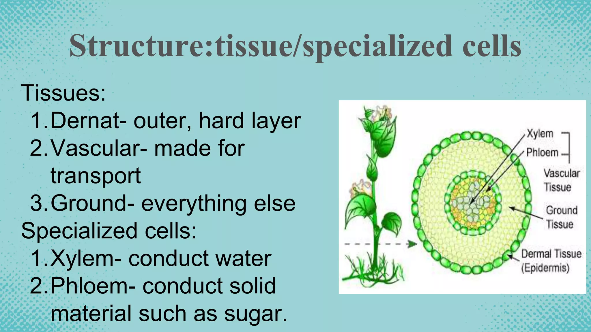 Q1C1L1 Animal and Plant Organ Systems and their Functions (2).pptx