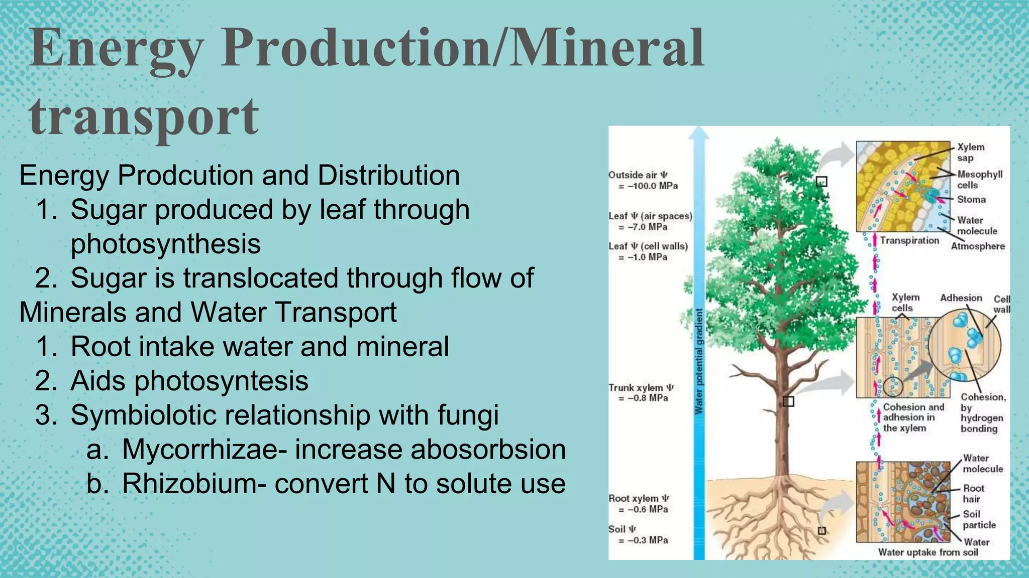 Q1C1L1 Animal and Plant Organ Systems and their Functions (2).pptx