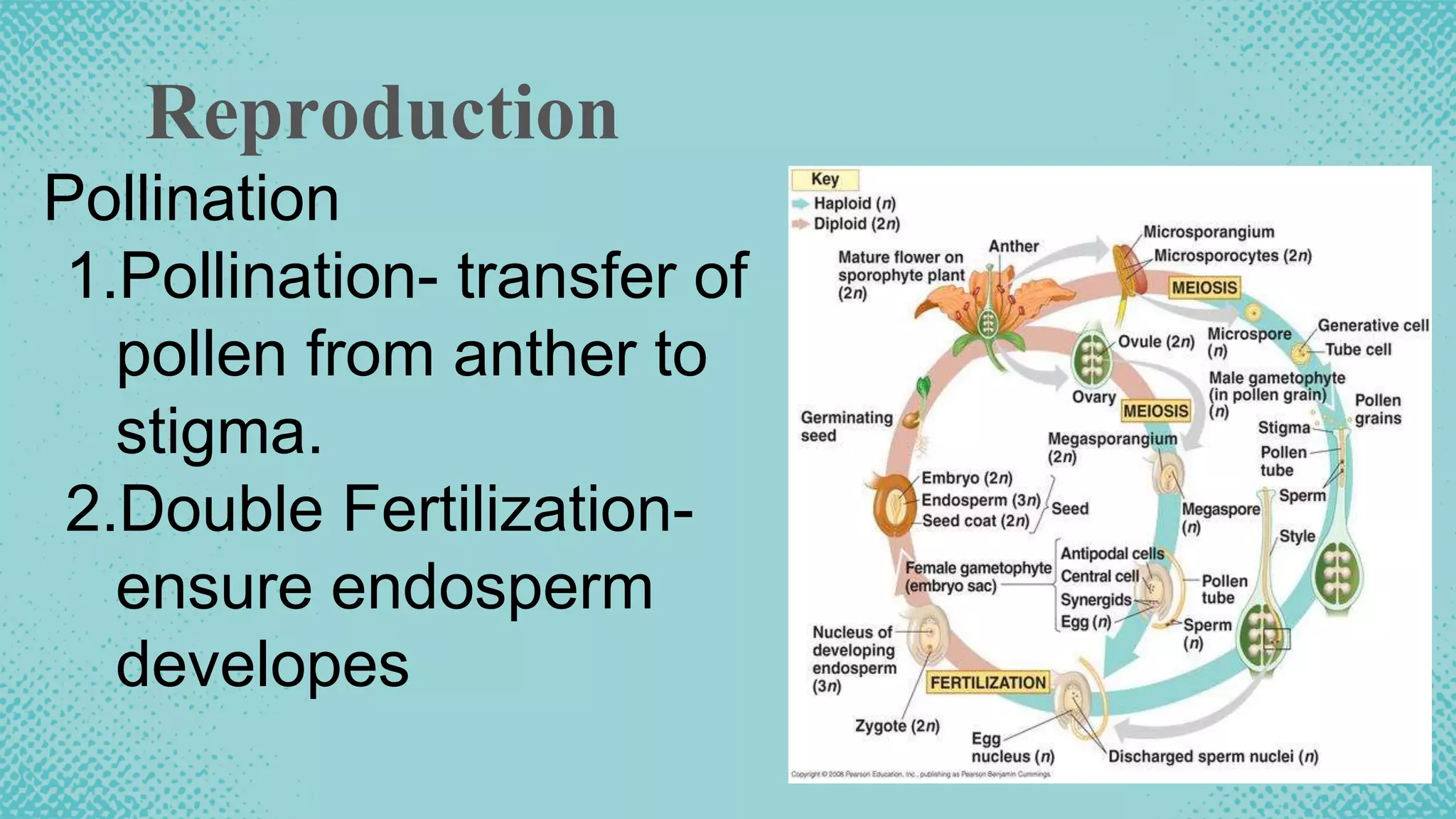 Q1C1L1 Animal and Plant Organ Systems and their Functions (2).pptx