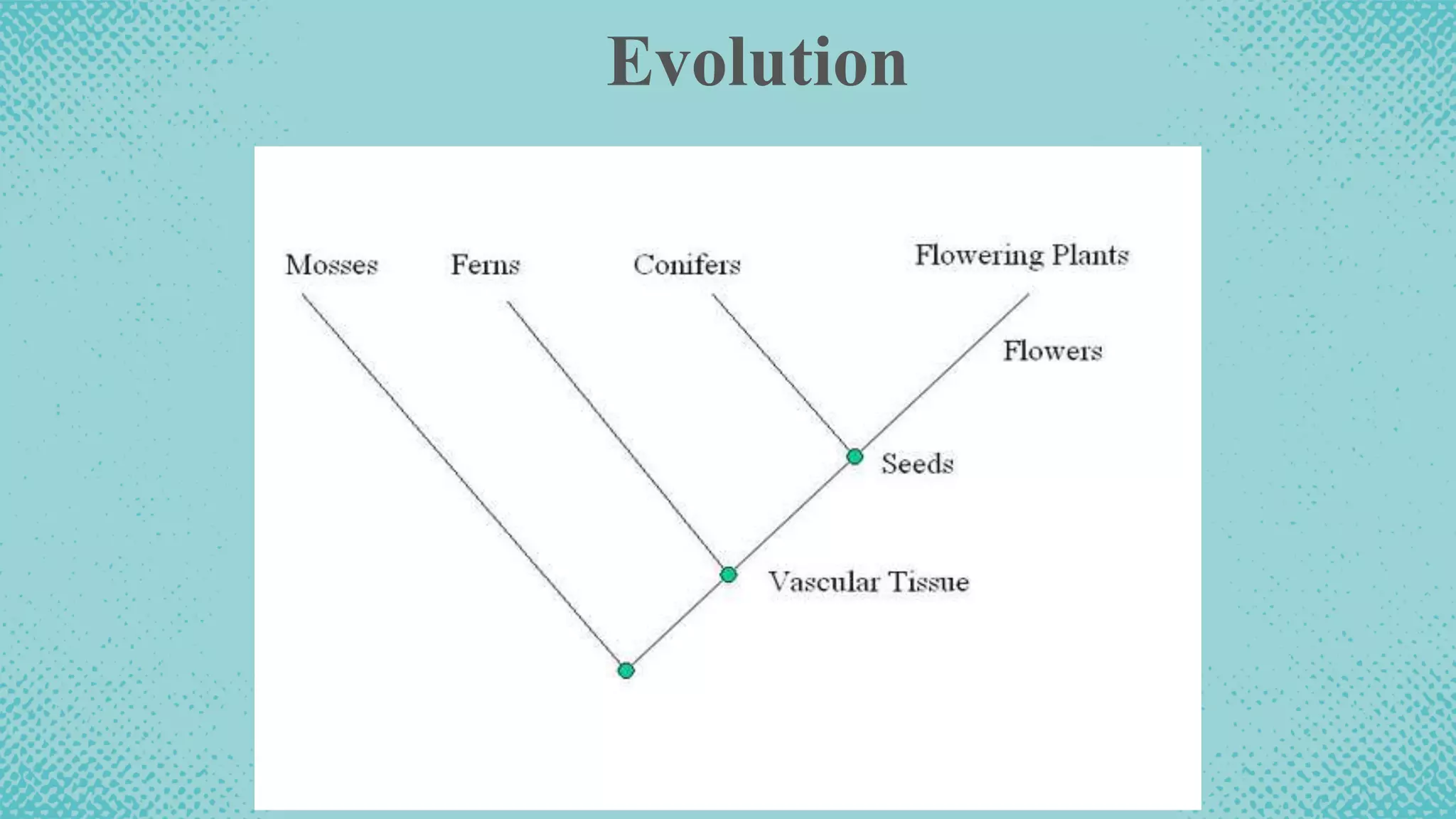 Q1C1L1 Animal and Plant Organ Systems and their Functions (2).pptx